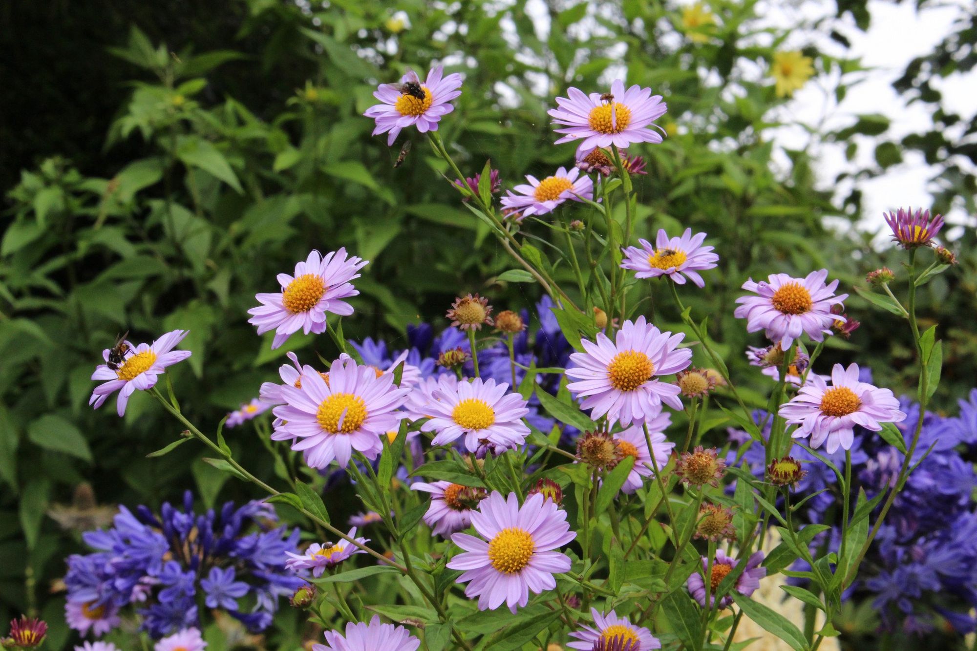 Les Kalimeris, que des qualités ! – APJA